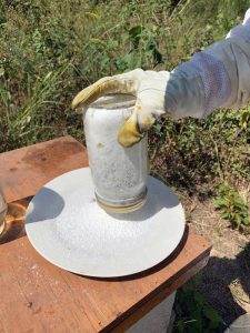 Catch and Release Powdered Sugar Roll Varroa Mite Test - Backyard ...